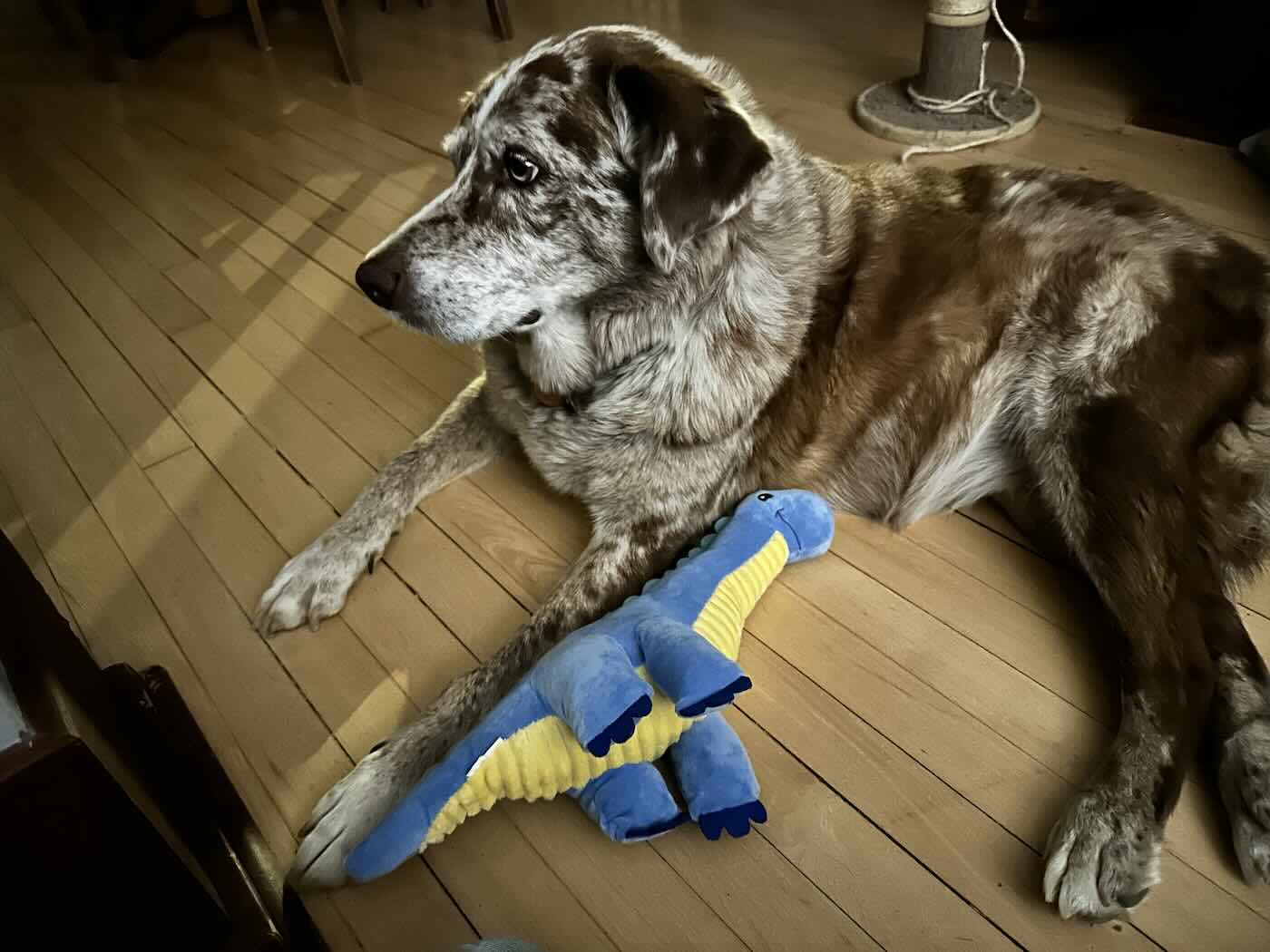 Felix @ 11 – CogDogBlog